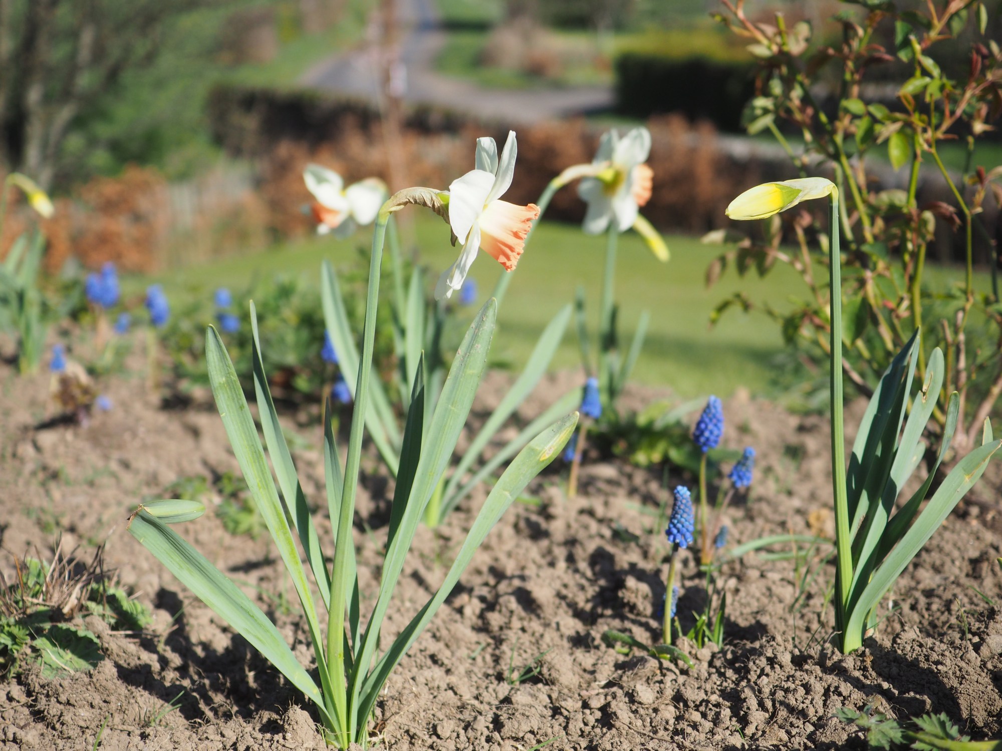 Kirkcaldy family garden – Plot Twist Garden Design
