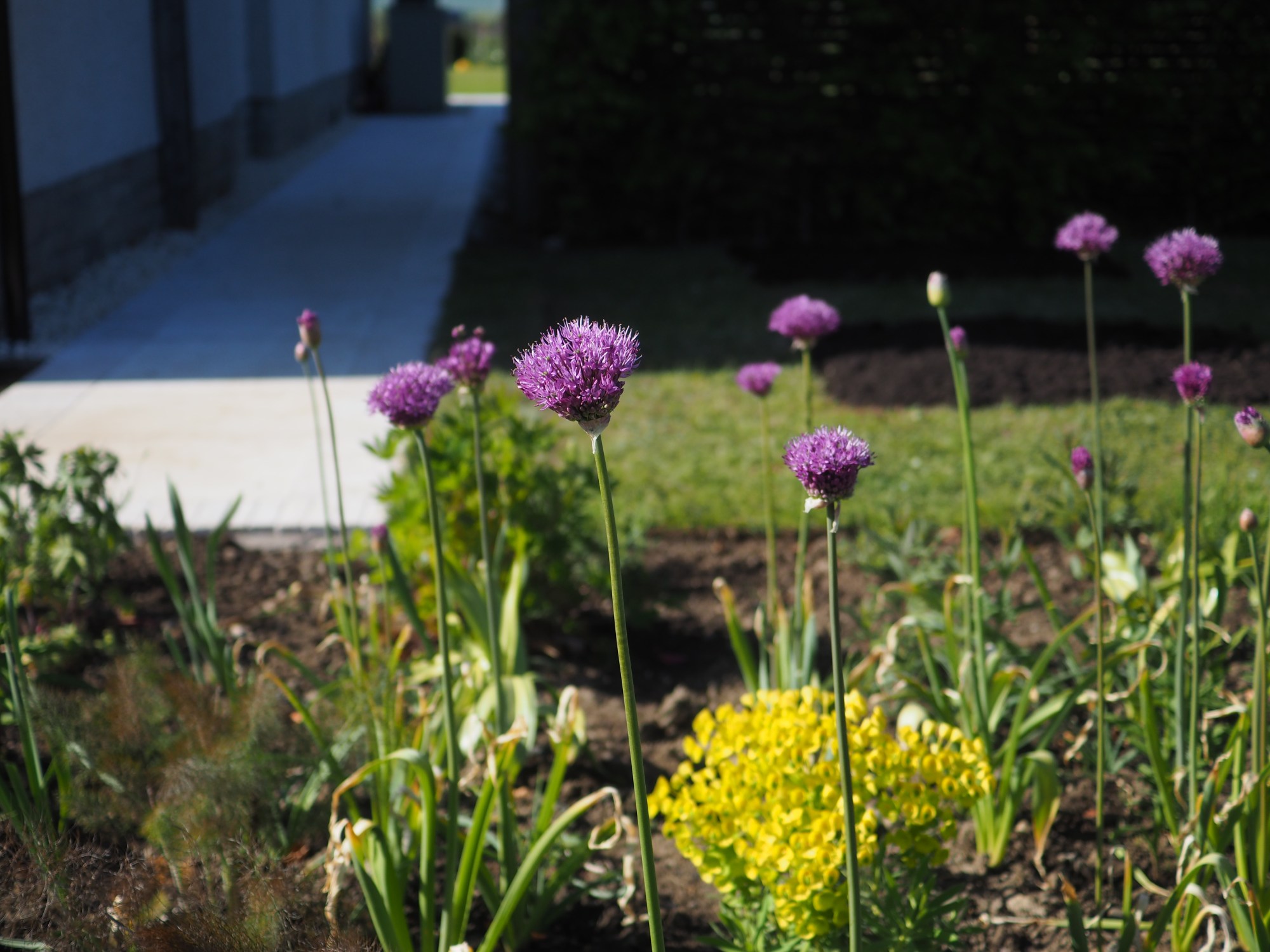 Kirkcaldy family garden – Plot Twist Garden Design