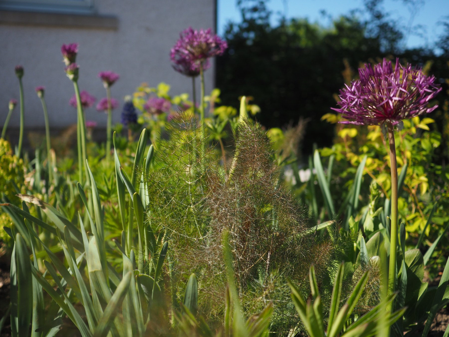 Kirkcaldy family garden – Plot Twist Garden Design